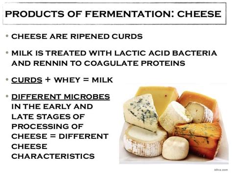 Classical Biotechnology Fermentation