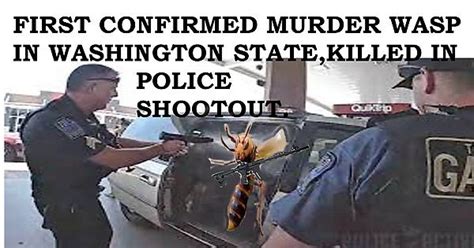 First Confirmed Murder Wasp In Washington State Killed In Police