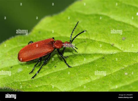 Red Headed Fire Beetle Red Headed Cardinal Beetle Pyrochroa Serraticornis Red Headed Fire