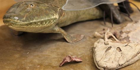 Tiktaalik Roseae Peștele Care Mergea Acum 375 Milioane De Ani Scinews