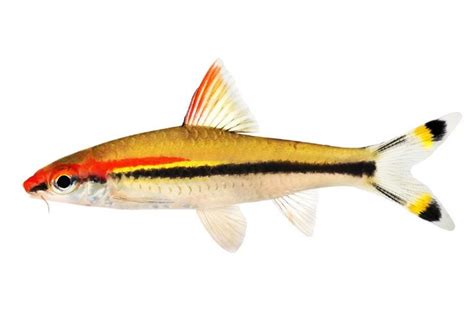 Barbus Denisoni Contrast Of Black And Red Peces