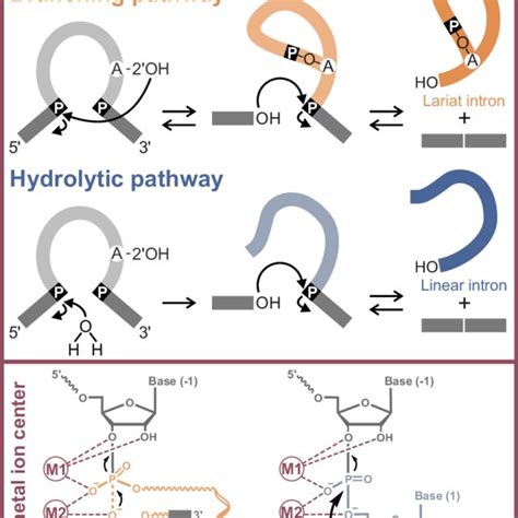 Group Ii Intron Folding Dynamics Brought To Light By Single Molecule