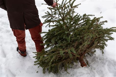Que faire de son sapin après les fêtes Radio Mélodie