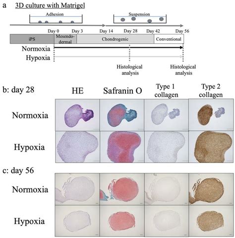 Hypoxia Promoted Chondrogenic Differentiation A Hipscs Were Cultured