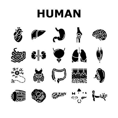 Human Internal Organ Anatomy Icons Set Vector 10301553 Vector Art At