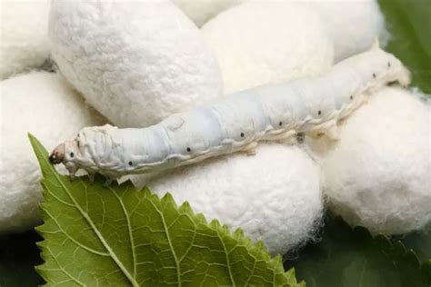 ما تأويلات ابن سيرين لرؤية الدود الابيض في المنام للعزباء؟ تفسير