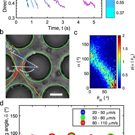 Pore Geometry Sets Persistent Length And Regulates Diffusive Self