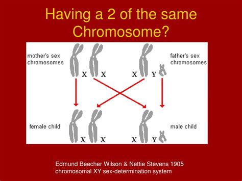 PPT Sex Differences PowerPoint Presentation Free Download ID