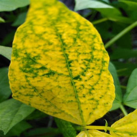 Beanleafdiseaseyolov8 Object Detection Dataset V6 2025 06 27 6