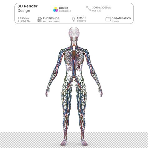 premium psd female circulatory and lymphatic system anatomy 3d