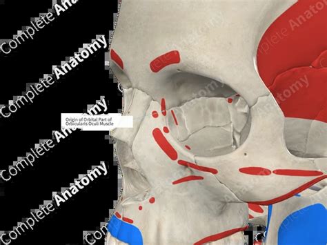 Origin Of Orbital Part Of Orbicularis Oculi Muscle Complete Anatomy