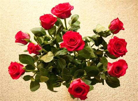 Fay3 صور لـ أحمر باقةأزهار زهور رومانسي النباتية ورود زهرة