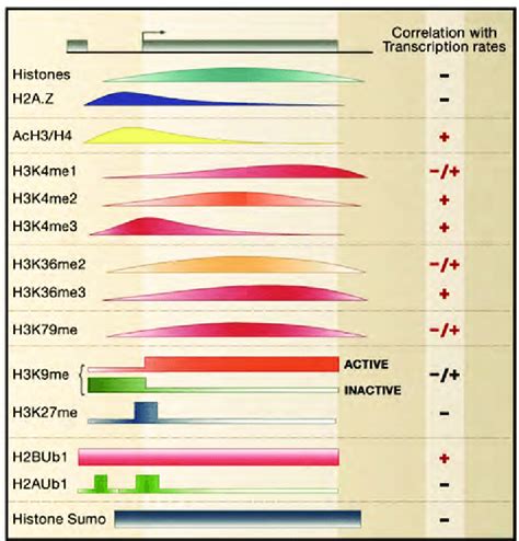 5 Genome Wide Distribution Pattern Of Histone Modifications From A