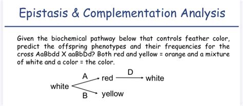 Solved Epistasis And Complementation Analysis Given The