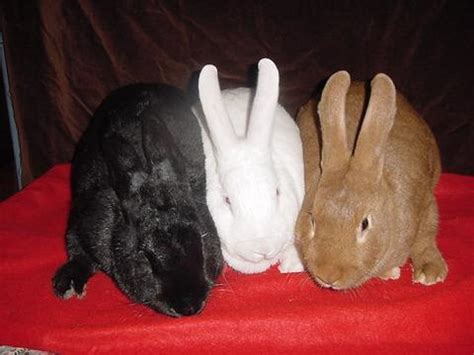 Welcome To The Rabbit Geek New Zealand Rabbit Colors