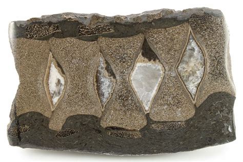 3 4 Fossil Ichthyosaur Vertebrae In Cross Section England 279564