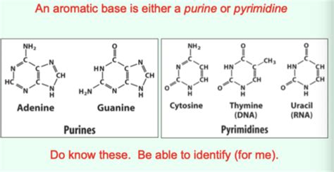 Jan 21 Lecture Flashcards Quizlet