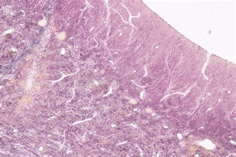 Cross Section Of The Cerebellum And Nerve Human Under The Microscope For Education Stock Image