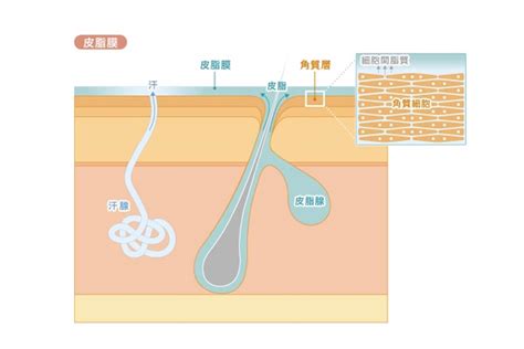 上 わかり イラスト 皮膚の構造 イラスト 最高の壁紙のアイデアcahd