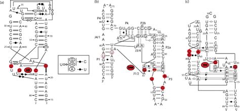 Interaction Network Diagrams For A The Guanine Riboswitch In Presence