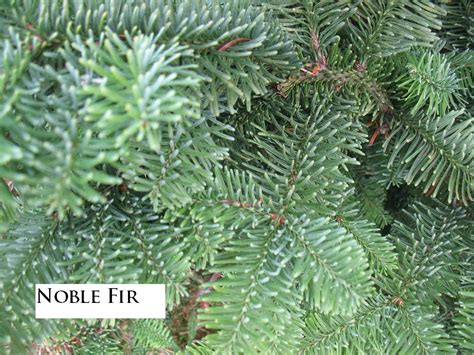 Pics And Phots Of Evergreen Tips Balsam Fir Fraser Fir Douglas Fir