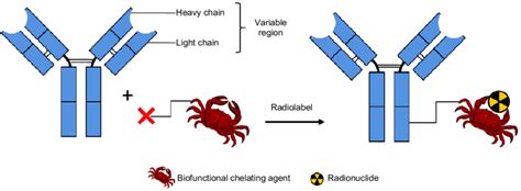 Graphical Illustration Of The Conjugation Of A Bifunctional Chelating