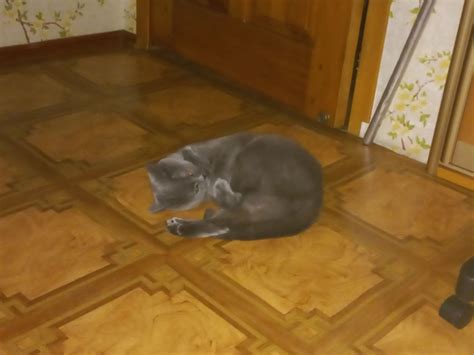 Создать мем британская вислоухая кошка шотландская кошка кошка