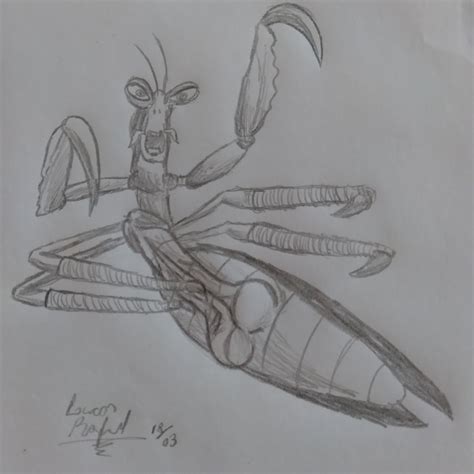 Rule 34 Dick Handdrawn Insects Kung Fu Panda Mantis 5825355