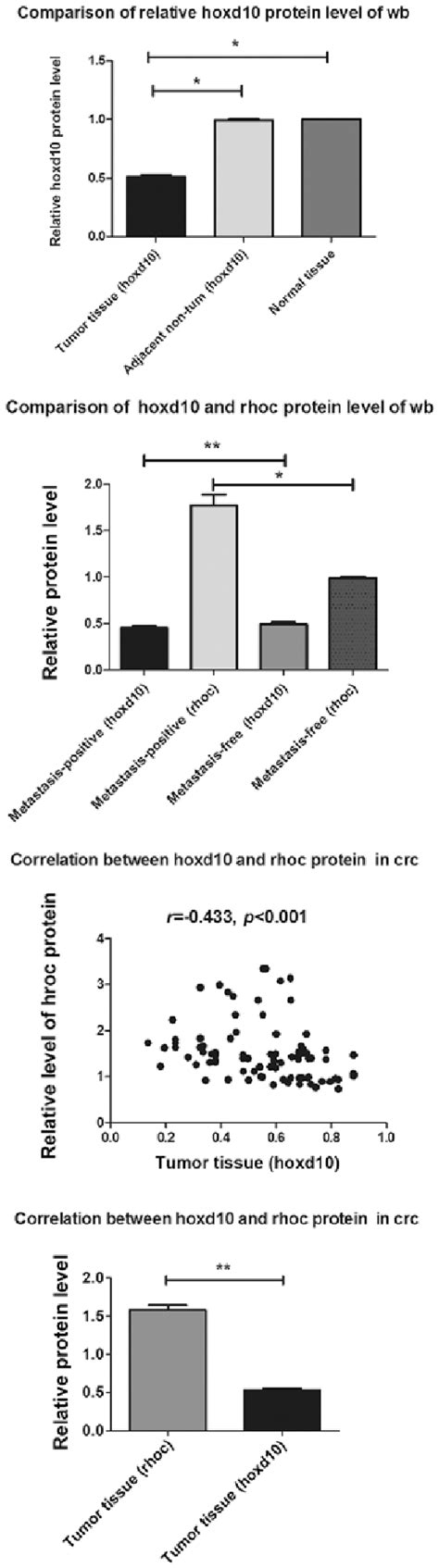 Correlation Between Protein Expression Of RhoC And HOXD10 In The CRC