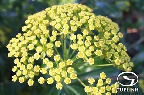 Bupleurum Chinense Dc Công Dụng Sài Hồ Bắc