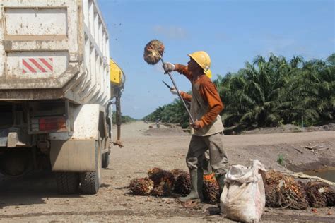 Peran Industri Kelapa Sawit Dalam Menyukseskan Pembangunan Berkelanjutan Dunia Kantor Berita Sawit