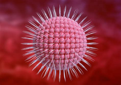 740 Varicella Zoster Virus Foto Stok Potret And Gambar Bebas Royalti