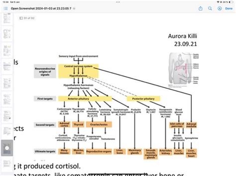 Hormones Flashcards Quizlet