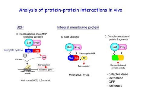 Ppt Protein Interaction Maps And Model Organisms Powerpoint