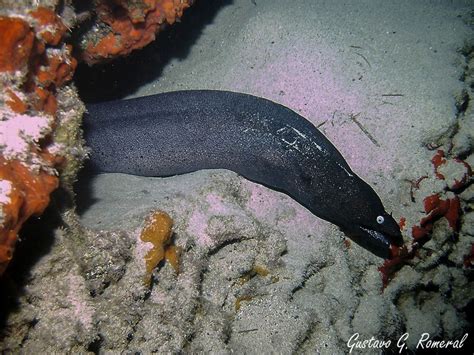 Muraena Augusti Morena Negra Islas Canarias