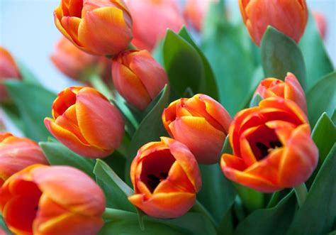 Ad Rem Tulips | Buy Tulip Bulbs online | Bulbs Direct NZ