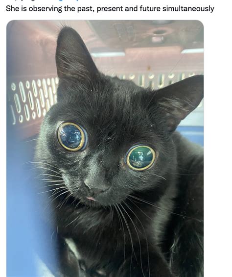 Jinx The Cat Know Your Meme 50 Off