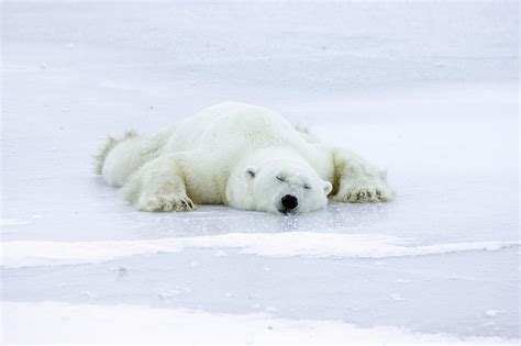 Polar Bear Ursus Maritimus Resting Photograph By Matthias Breiter Pixels