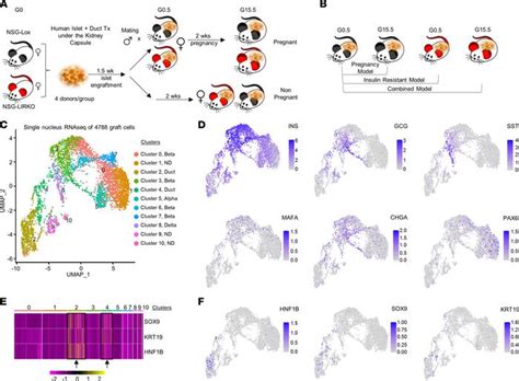 Jci Insight Single Nucleus Rna Seq Reveals Singular Gene Signatures