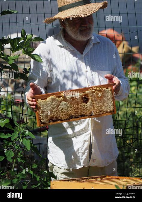 Master Bee Keeper Pulls Out A Frame With Honey From The Beehive In The