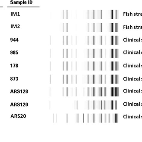 dendrogram of rep pcr and mlst of the two oxa 23 producing