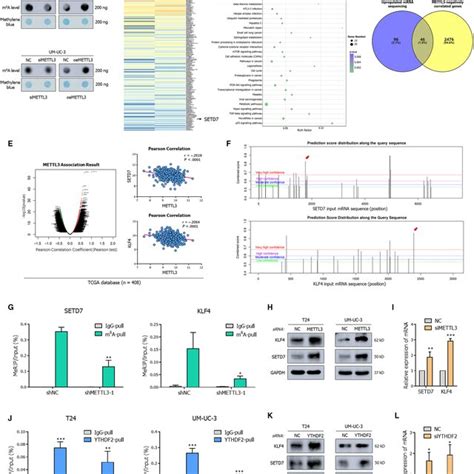Ythdf2 Promotes The Migration Of Cancer Cells A Representative