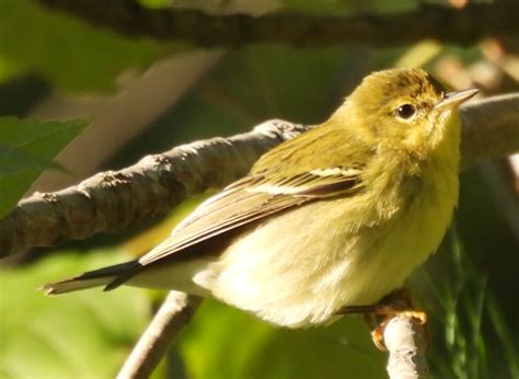Possible Blackpoll Warbler Or Pine Help Me Identify A North American