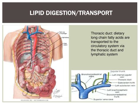 Ppt Chylothorax Powerpoint Presentation Free Download Id2274201