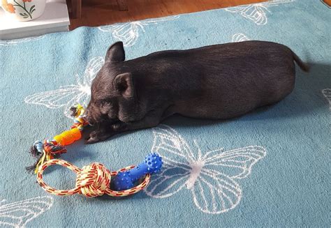 Meet Humphrey The Pillow Fighting Pig