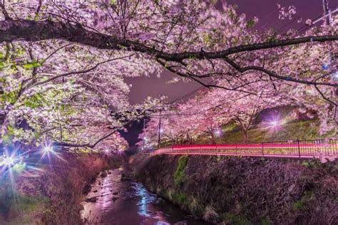 大阪の桜 2025花見スポット夜桜ライトアップ見頃情報も楽天トラベル