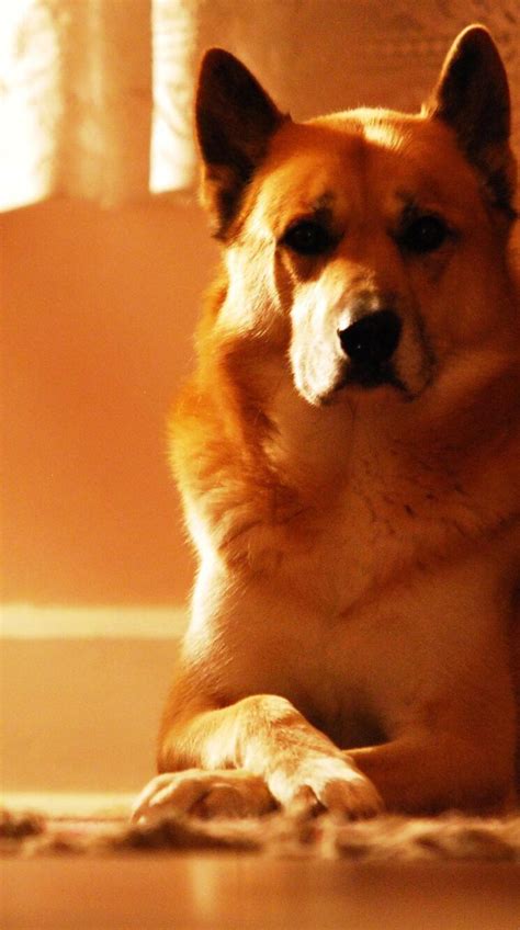 Обои собака лежа большой собаки 750x1334 Iphone 6 6s 7 8 от Chappie картинки на рабочий