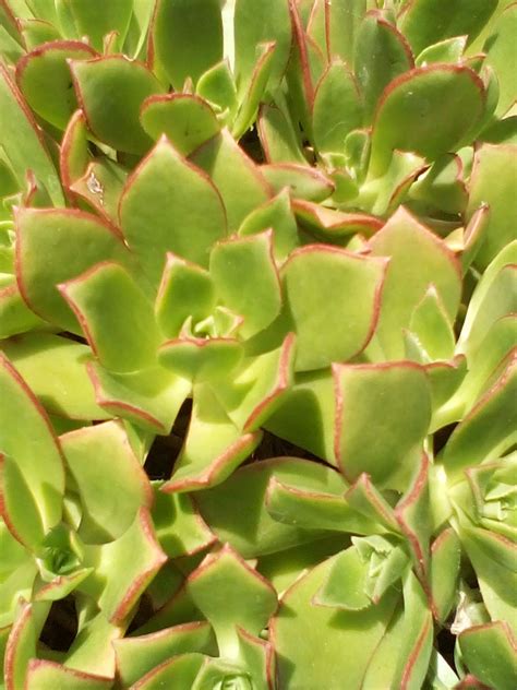 Dr Ishah Laurah Wright Guillen On Linkedin Topcelebrity Marilynmonroe Losangeles