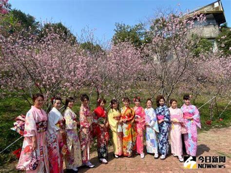新社櫻花鳥森林鳥語花香 2千棵櫻花綻放賞櫻正當時 地方 Nownews今日新聞