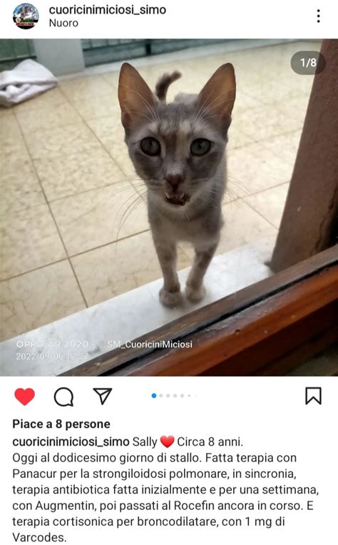 antonietta meta Maria Natale libertà on Twitter RT zampa qua